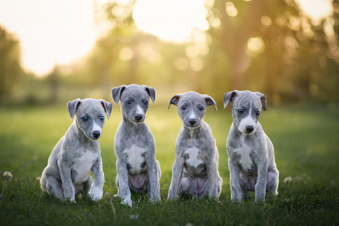 Vrh/Litter A :: REDONO RAIN WHIPPET